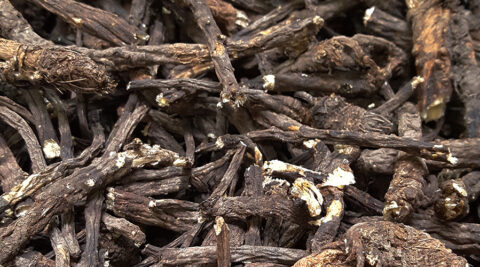 Native Scents, Inc. - Osha Bear Root Herb - Herbs
